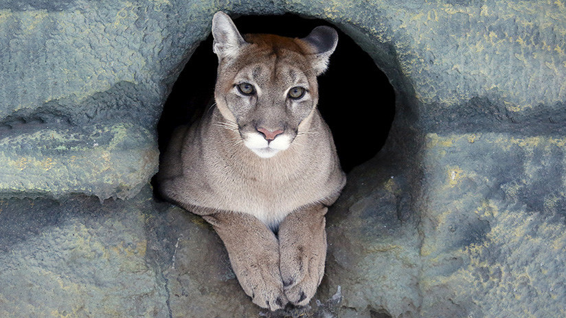 OFICIALMENTE EXTINTO EL PUMA DEL ESTE DE NORTEAMÉRICA – Itapúa Noticias