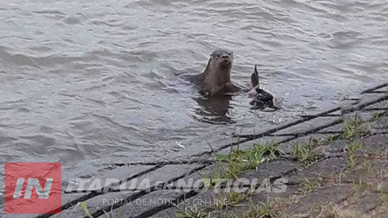 DÍA DE LA BIODIVERSIDAD: LLAMAN A PRESERVAR EL LOBOPE Y OTRAS ESPECIES ...