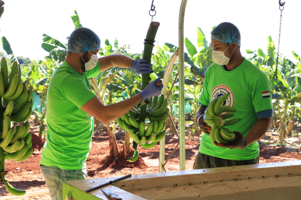 PRODUCTORES LOGRAN EXCELENTE COSECHA DE BANANA A TRAVÉS DE ...