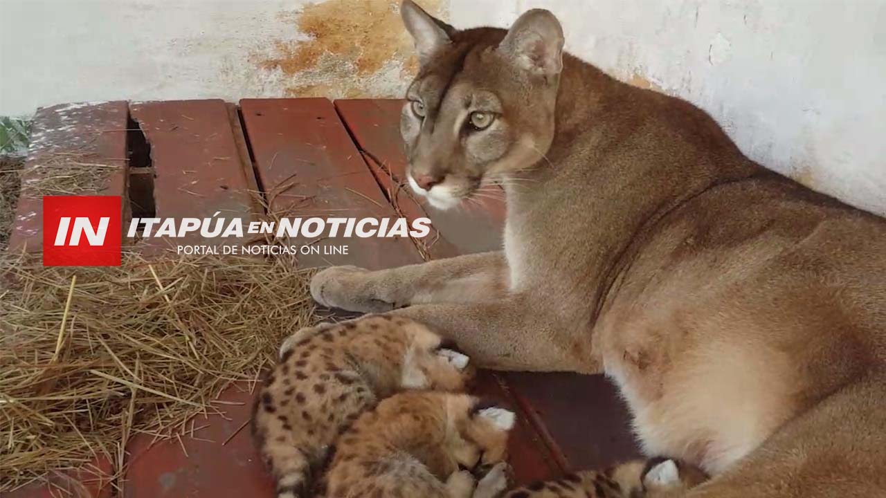 ZOOLÓGICO DE ENCARNACIÓN CON 3 NUEVOS CACHORROS DE PUMA – Itapúa Noticias