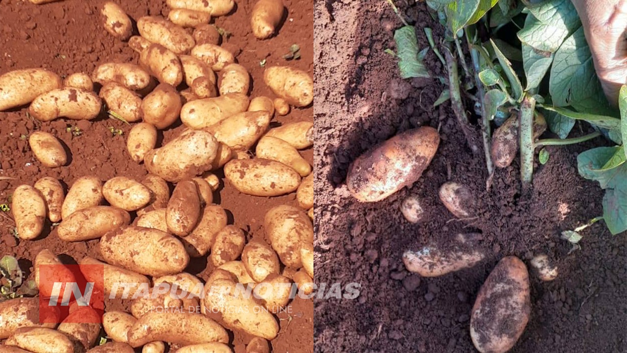 COSECHA DE PAPA EN PARCELA DEMOSTRATIVA PARA INCENTIVAR A PRODUCTORES ...