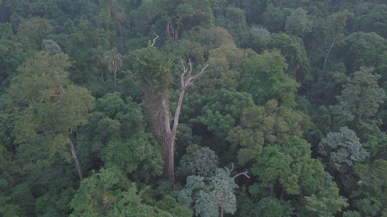 UN YVYRA PYTÃ DE EDELIRA ES EL ÁRBOL MÁS GRANDE DEL PARAGUAY. – Itapúa Noticias