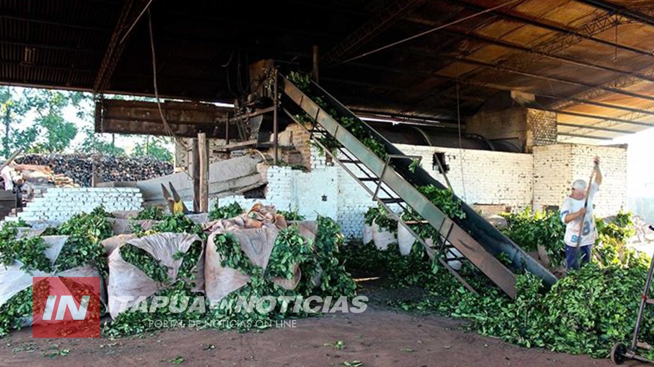 HABILITACIÓN DE SECADERO AUMENTARÁ GANANCIAS A PRODUCTORES DE YERBA ...