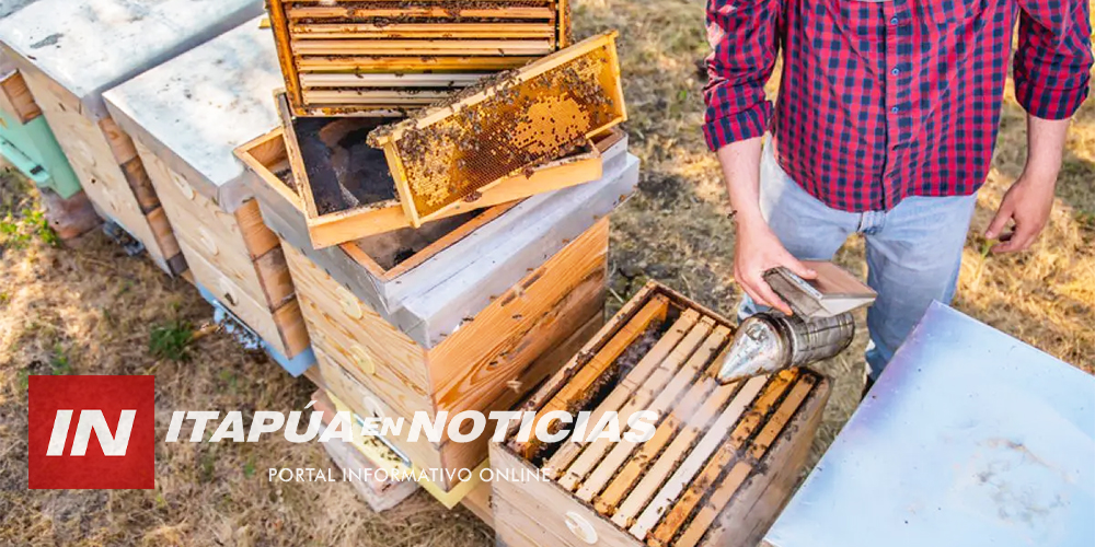 EN MARZO ENTREGARÁN CAJAS DE ABEJAS A PRODUCTORES APÍCOLAS – Itapúa ...